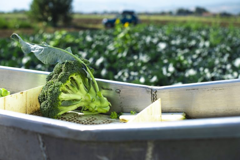 Riviera Produce - Cornwall's Grower of Choice