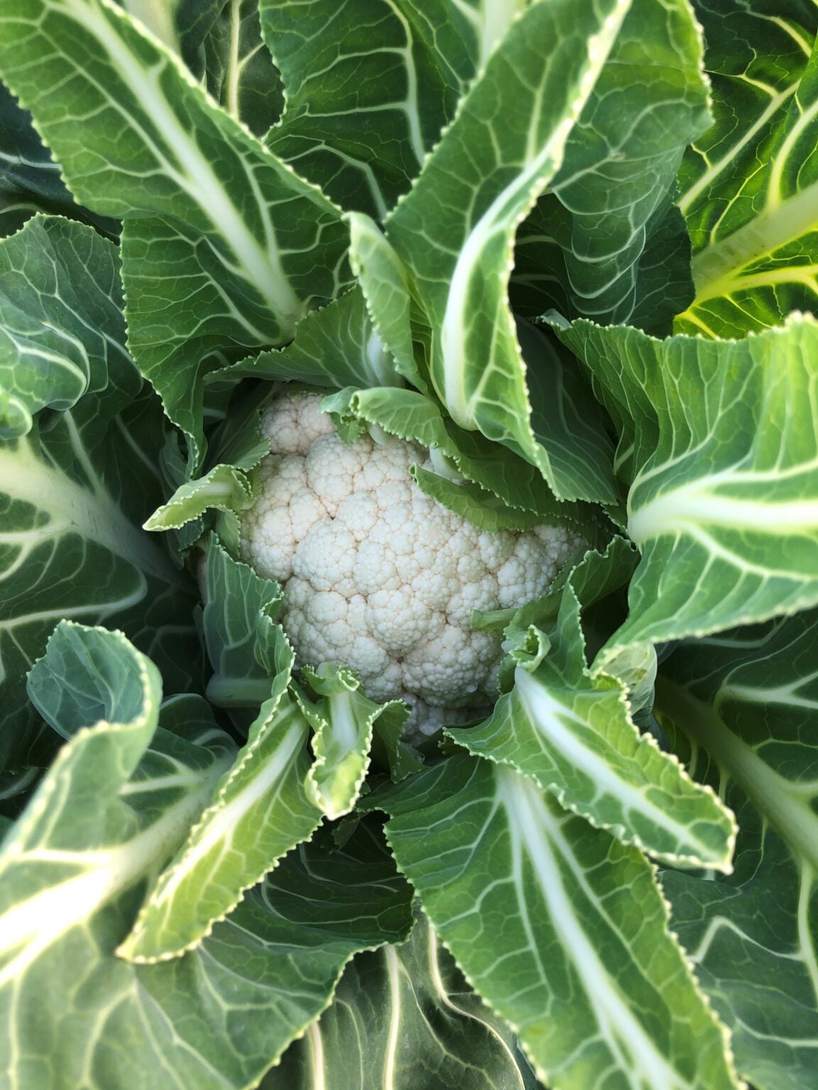 Riviera Produce - Cornwall's Grower of Choice